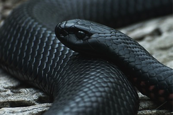 La Couleuvre Noire | Dublin Films